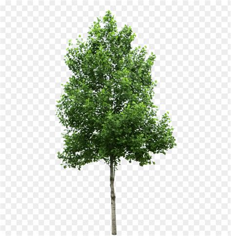 PNG Image Of Tree With A Clear Background Image ID TOPpng
