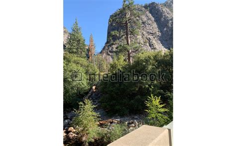 Overpass Bridge Rail River Rock Tree Mediabook