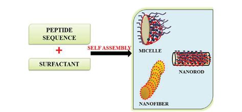 Schematic Illustration Of Self Assembled Nanostructures By Peptides Download Scientific Diagram