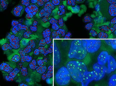 Hematopoietic Stem Cells Microscope