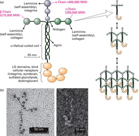 Extracellular Matrix Flashcards Quizlet