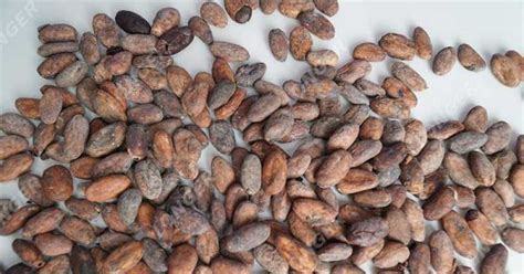 Cocoa Processing Steps Steps Cocoa Machinery