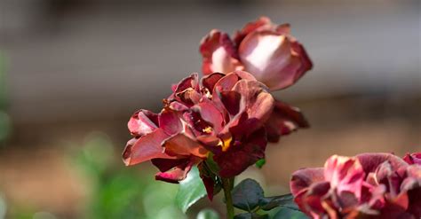 관상용 식물 꽃 꽃 클로즈업 꽃무늬 꽃이 만발한 장미 꽃이 피는 꽃잎 꽃잎 질감 녹색 단풍 녹지 봄 빨간 꽃 선명한 셀렉티브 포커스 식물 생활