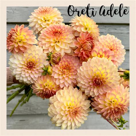 Oreti Adele — Bee Merry Farm