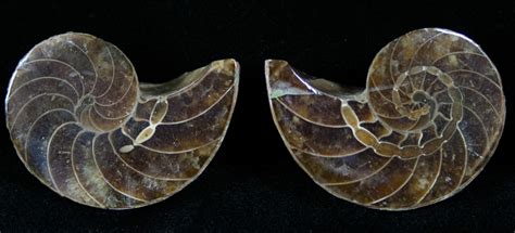 Cut And Polished Nautilus Fossil 125 13355 For Sale