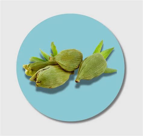 Cardamom Solid Perfume Craft Foundry