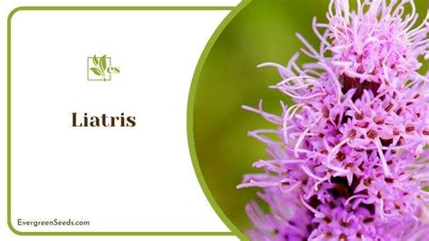 Flowers That Start With L A Comprehensive List Of Blooms Evergreen Seeds