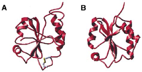 Structures Of The Isolated A A And B B Domains Of Human Pdi Ribbon Download Scientific