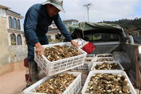 云南南华珍稀食用菌人工种植业钱景可期 基地风采 食用菌新闻 中国食用菌商务网
