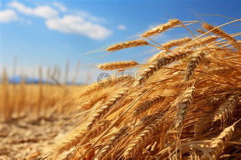 丰收的小麦高清图片下载 正版图片600439363 摄图网