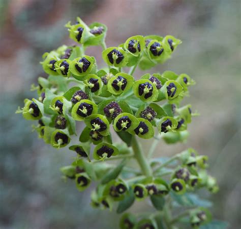 Euphorbia Characias Identification Health Benefits Uses Invasive