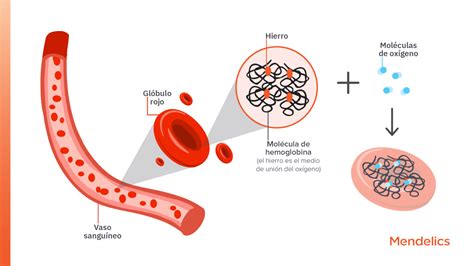 Sepa Más Sobre Beta Talasemia Blog Mendelics