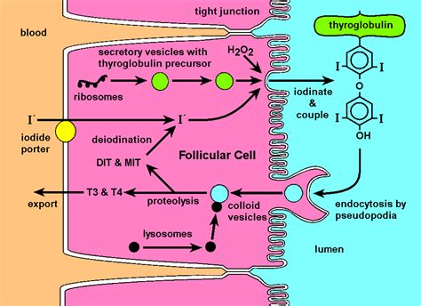 Thyroid Hormone Synthesis Thyroid Hormone Endocrine Hormones Thyroid