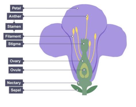 3 Reproduction And Inheritance Flashcards Quizlet