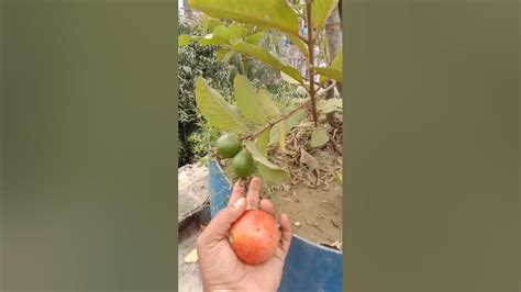 আমার মতো কে কে আছো গাছ প্রেমি কমেন্ট করো। Youtube