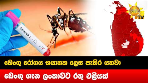 ඩෙංගු රෝගය භයානක ලෙස පැතිර යනවා ඩෙංගු ගැන ලංකාවට රතු එළියක් Hiru News Youtube