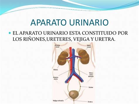 Aparato Urinario