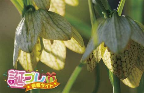 バイモの花言葉は謙虚な心才能努力凛とした姿花言葉から見頃の季節まで丁寧にご紹介 FlowerPlant