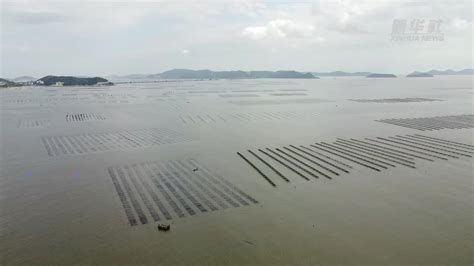 浙江温州头水紫菜迎秋收 品尝嫩味正当时 凤凰网视频 凤凰网