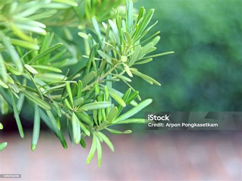 정원에 로즈마리 향기로운 상록 허브 요리 조미료로 사용 향수를 만들기 위해 건강 상의 혜택을 위해 로즈마리는 민트 가족 인 라미