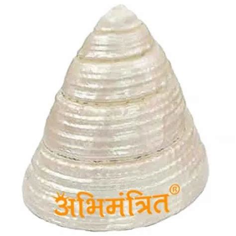 Elegant Moti Shankh Pearl Shell At ₹ 40 Piece In Haridwar Id
