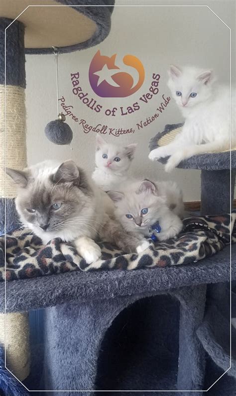 Ragdolls Of Las Vegas Added A New Ragdolls Of Las Vegas