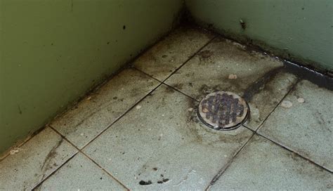 Basement Drain Backing Up After Shower 7 Common Causes And Effective