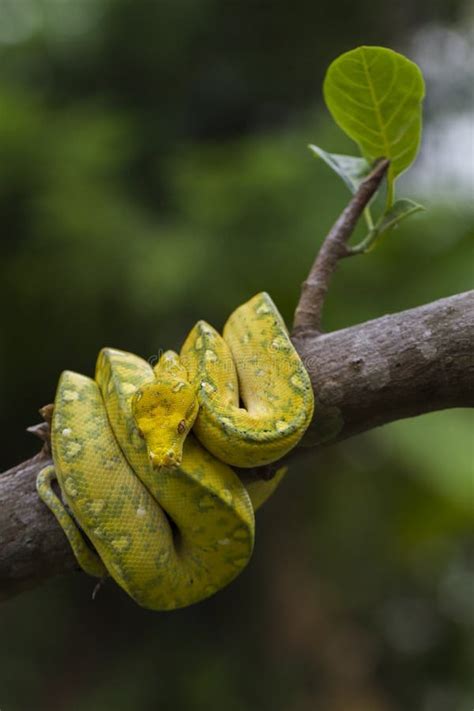 Green Tree Python Morelia Viridis On Tree Branch Yellow Color Skin