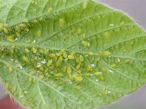 How To Get Rid Of Aphids The Tree Center