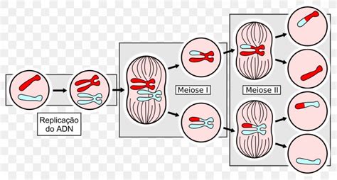 Meiosis Cell Division Mitosis Haploid Cell Png 1200x646px Watercolor Cartoon Flower Frame