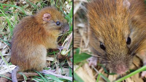 Avistan Un Toro De Los Chusques Una Especie En Peligro De Extinción