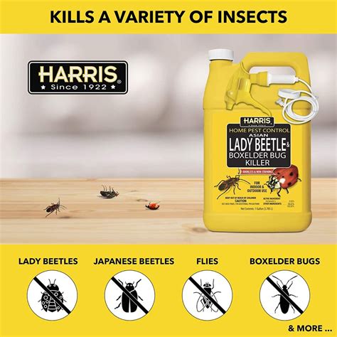 Harris Home Pest Control Asian Lady Beetle And Box Elder Bug Killer