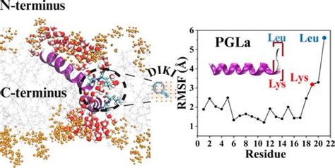 Flexible Tail Of Antimicrobial Peptide Pgla Facilitates Water Pore