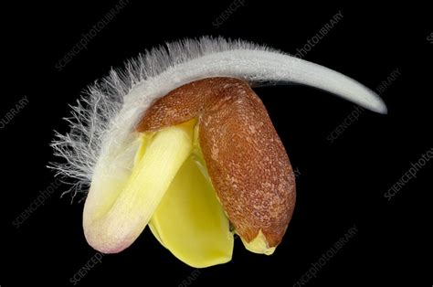 Germinating Radish Raphanus Sativus Seed Stock Image C055 3509 Science Photo Library