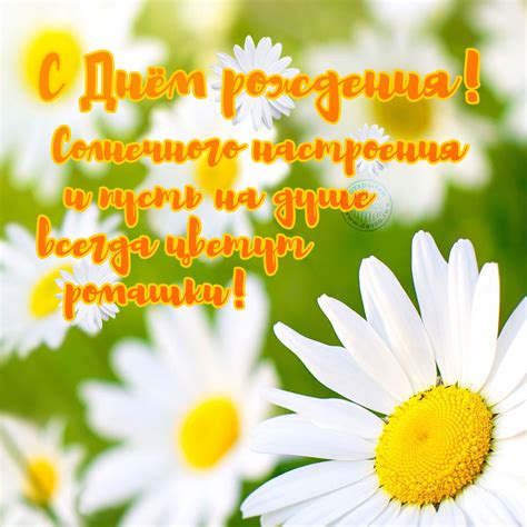Солнечная открытка с ромашками и пожеланиями — Скачайте на