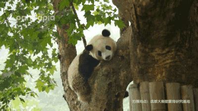 大熊猫喜不喜欢爬树 熊为什么喜欢爬树 大熊猫擅长爬树吗 大山谷图库