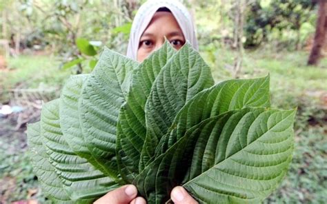 Pdrm Growing Ketum Plants Can Help With The Betterment Of Malaysia