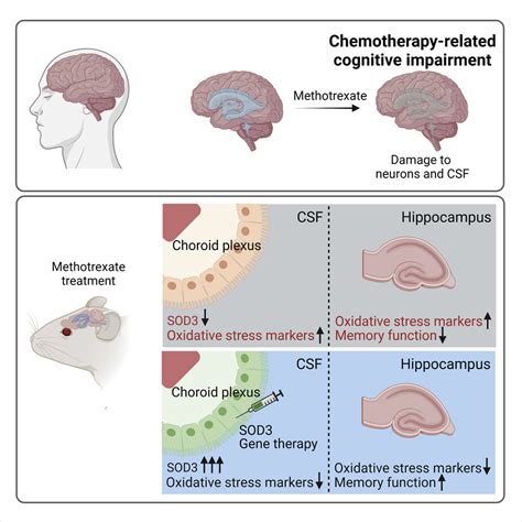 Choroid Plexus Csf Targeted Antioxidant Therapy Protects The Brain From Toxicity Of Cancer