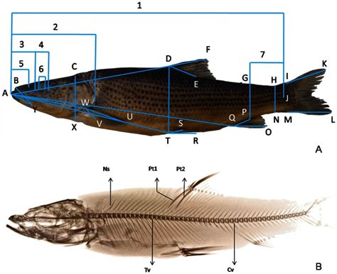 A External Morphological Measurements Used For Morphometric Analysis Download Scientific