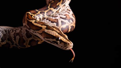Le Python Birman Décrypté Radio Canada
