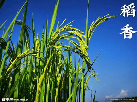 稻花香摄影图其他生物生物世界摄影图库昵图网