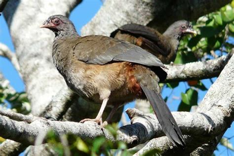 Instituto De Turismo Del Chaco Charata