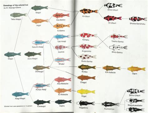 Koi Chart Poster At Samantha Atherton Blog