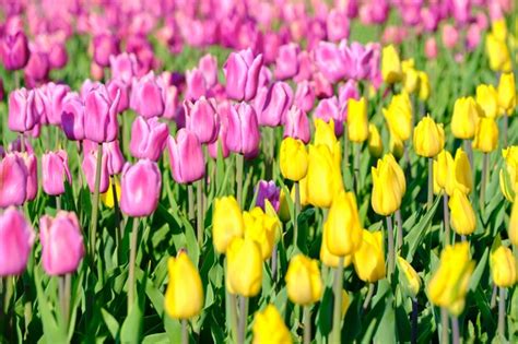 Premium Photo Floral Background With Pink And Yellow Tulips