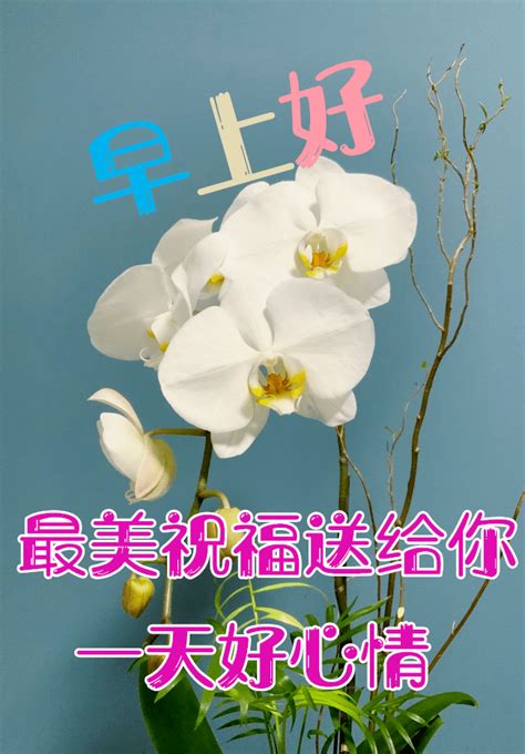 早安吉祥：一份祝福最如意，愿你保重身体，开心无比，早安问候