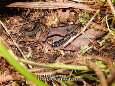 Whats Eating My Hosta In The Ask A Question Forum