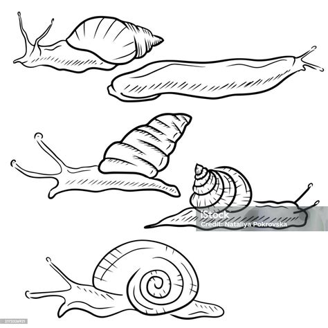 흰색 배경에 검은 색으로 사실적인 달팽이의 Set 자이언트 아프리카 땅 달팽이 정원 로마 아리온 루퍼스 민달팽이 사탕 지팡이 포도 손으로 그린 벡터 스케치 그림 새겨진