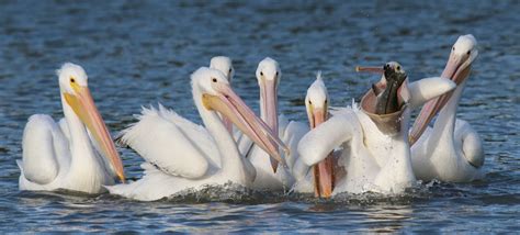 American White Pelican Audubon Field Guide