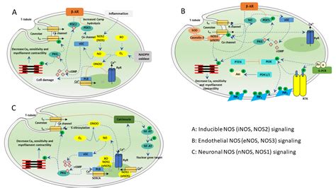 Nitric Oxide Signaling Cusabio