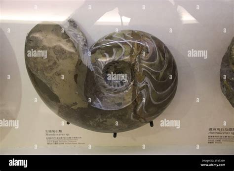 Fossil Ammonite Cephalopod Land Bank Exhibition Hall National Taiwan Museum Taipei Taiwan
